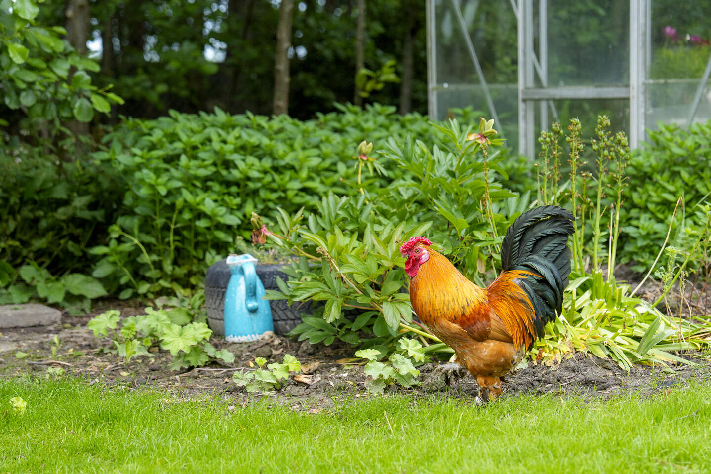 Tuinontwerper Rebekka ontwerpt haar eigen theetuin op het ouderlijk erf ...