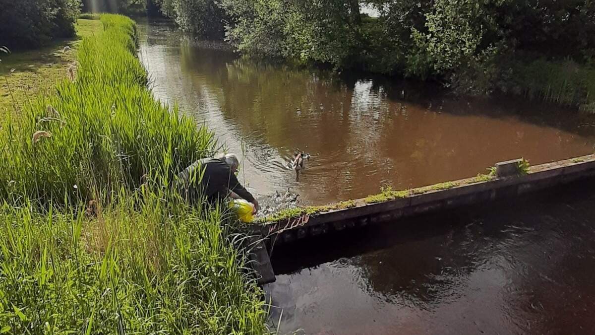Vrijwilligers dierenambulance vissen nijlganzenpulletjes uit duiker in ...