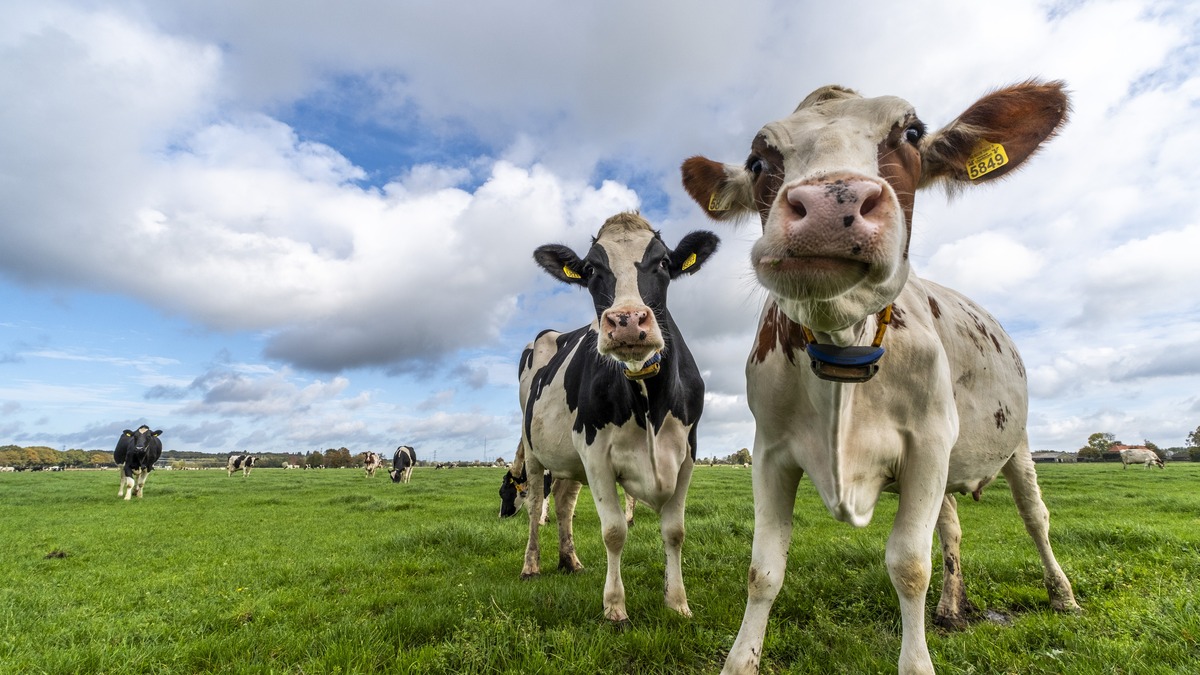 In het debat over de strijd om ruimte, natuur en huizen geven ...