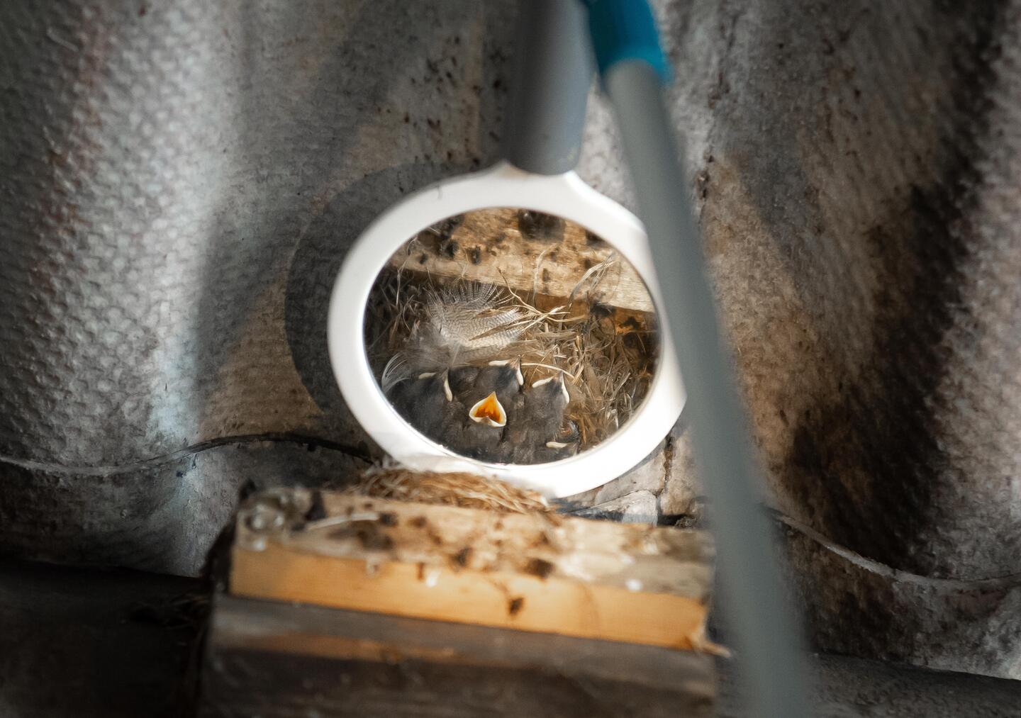 Met een spiegel op zwaluwenjacht in de stal in Krommenie [video ...