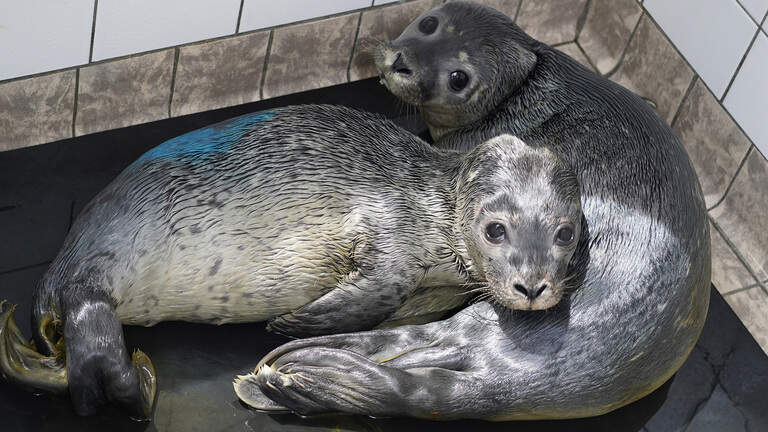 Geboorteseizoen gewone zeehonden barst los. Pasgeboren Ollie, Cody en ...