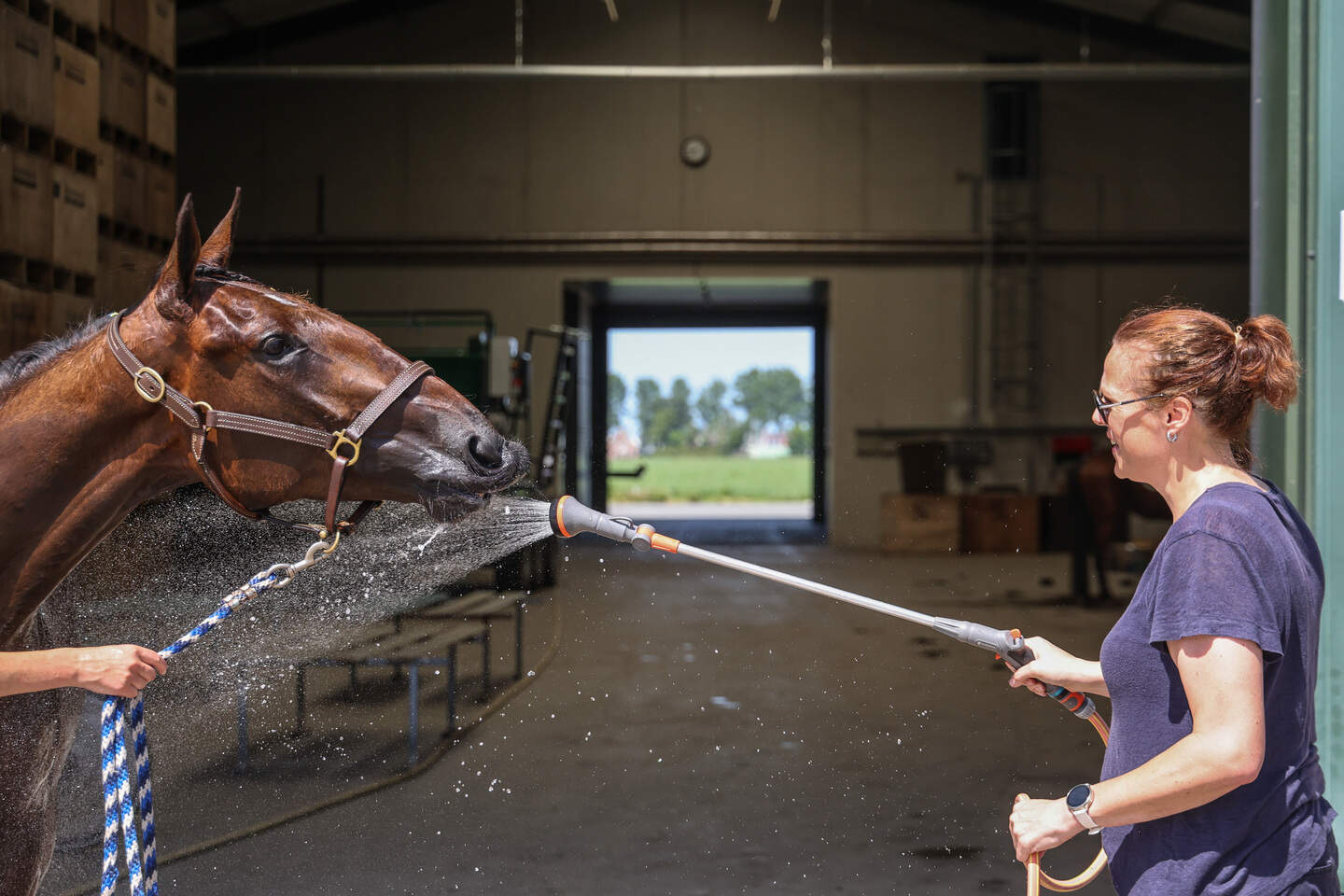 Hitteprotocol van kracht bij harddraverij Venhuizen. ’Paarden kunnen ...