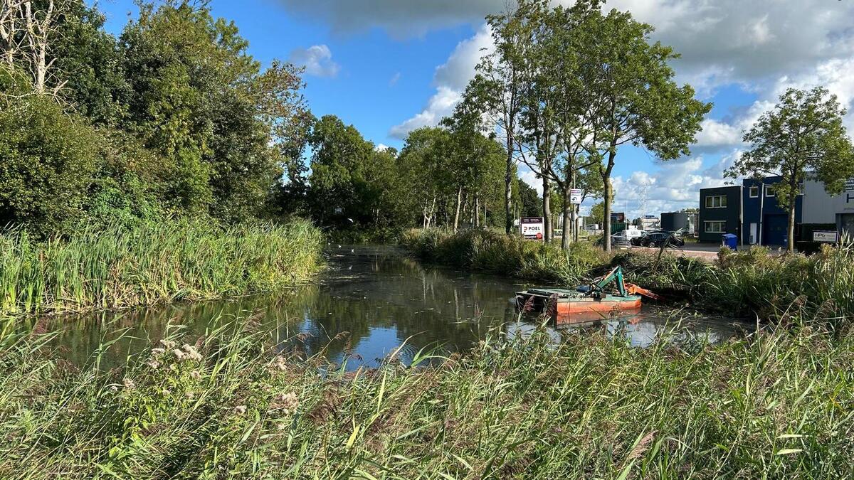 Kritiek op hoogheemraadschap na grootschalige vissterfte in Purmerend ...