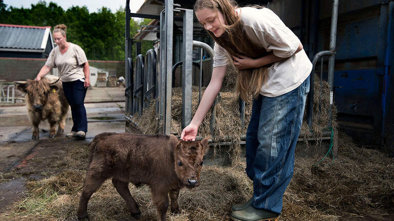 Micro-hooglanders als knuffelkoe, Danique en Vanessa vallen voor deze ...