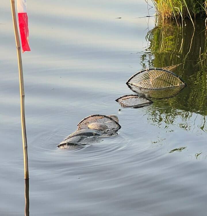 Dood en verderf in de Eilandspolder. Honderden vissen rotten in het ...