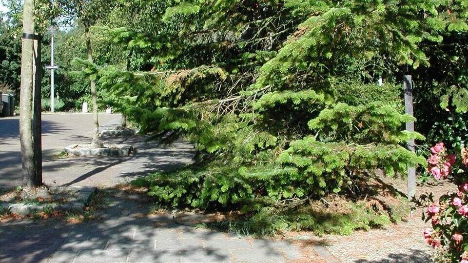 Uitgeest roept inwoners op: snoei overhangend groen en houd de stoep ...