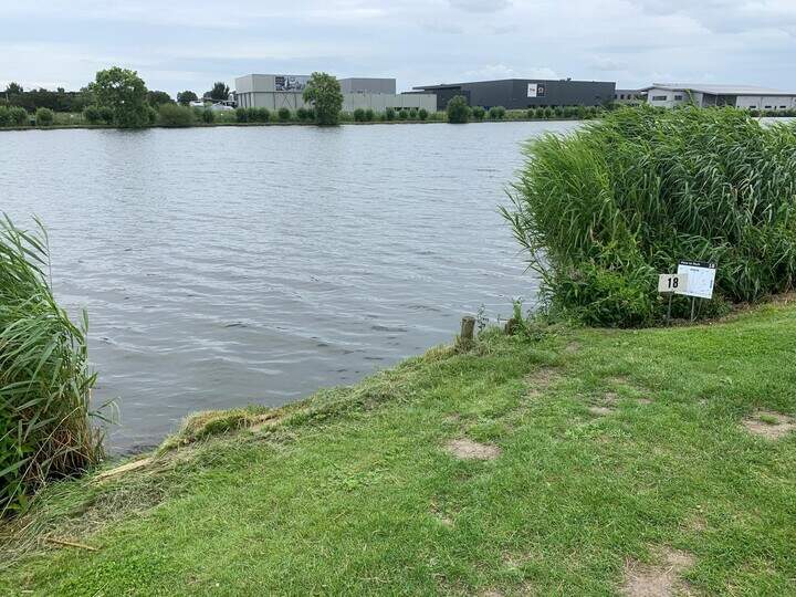 Karpersterfte in visput Enkhuizen. Parasitaire besmetting doodt jonge ...