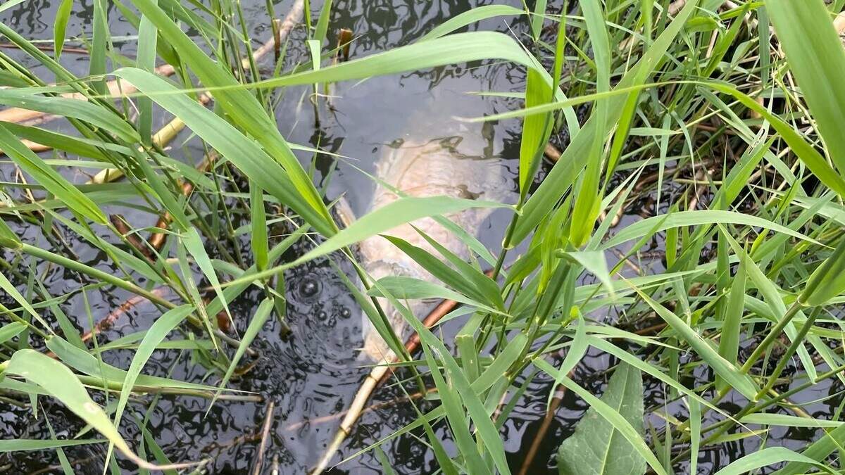 Karpersterfte in visput Enkhuizen. Parasitaire besmetting doodt jonge ...