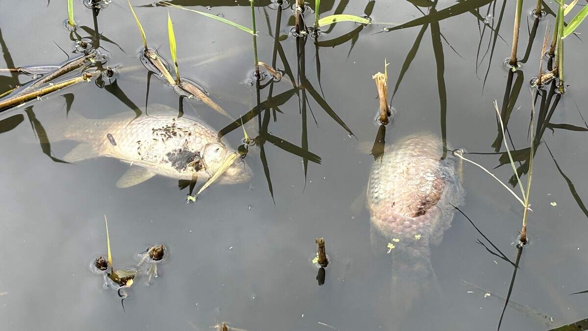 Goudvisherpes oorzaak dode vissen in de Wijdewormer: ’Door combinatie ...
