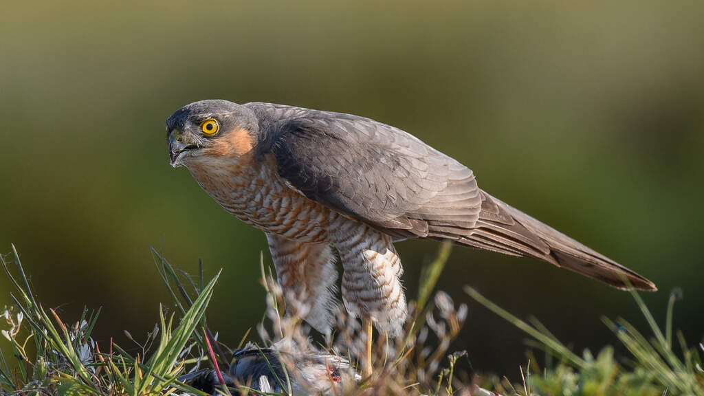 Open Erf met natuurfotografie bij boerderij Achtervennen ...